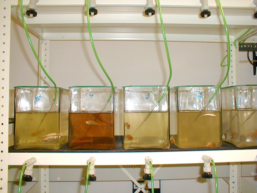 Fischtest – GOBIO GmbH